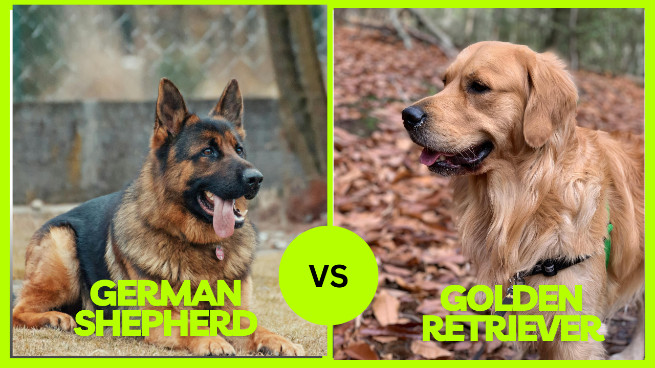 German Shepherd vs Golden Retriever: The Ultimate Guide to Choosing ...